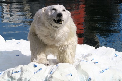 道頓堀にシロクマ現る！流氷にのってやってきた目的は...？ | 東京バーゲンマニア